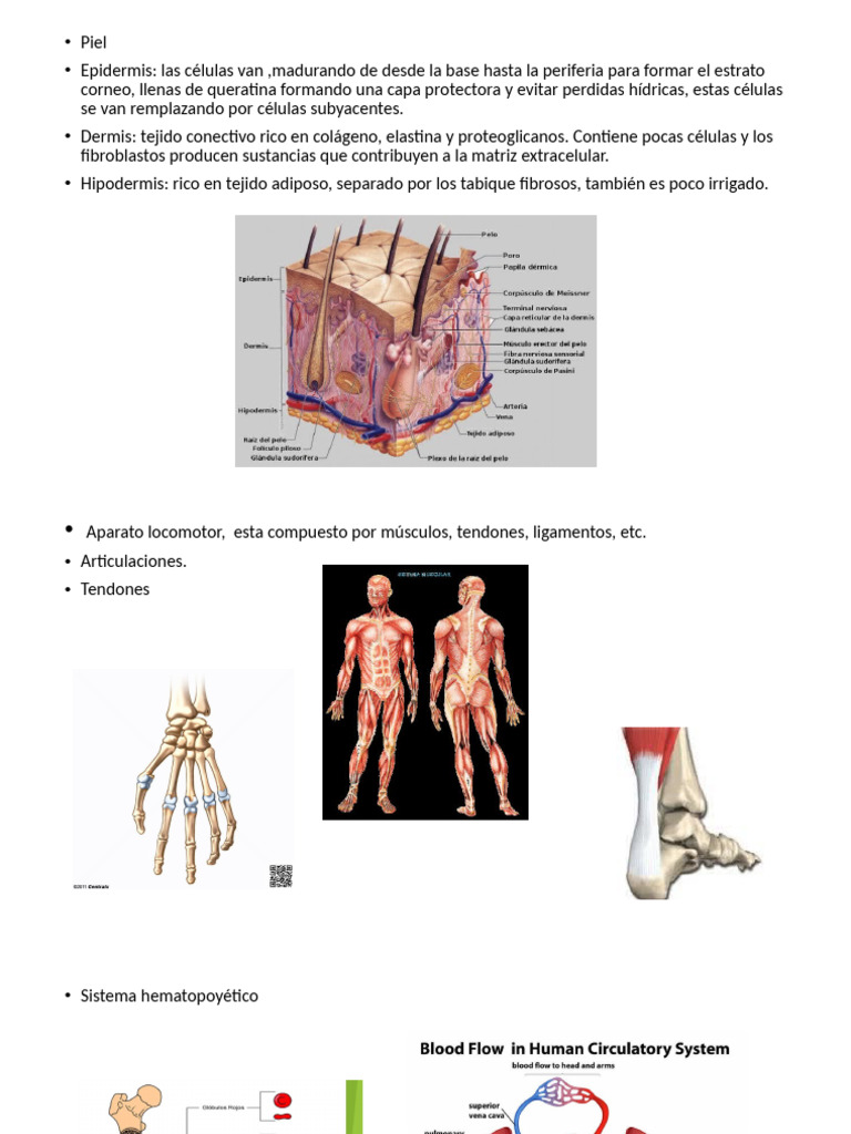Anatomia Lupus | PDF