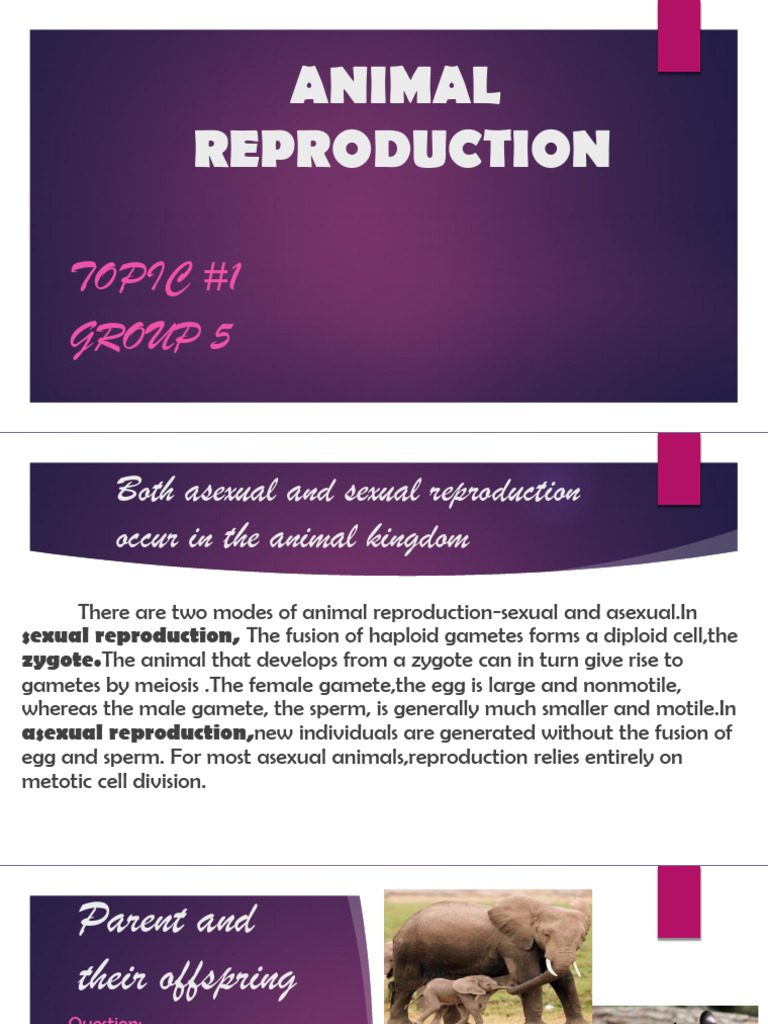 Grp_1-Animal_Reproduction | PDF | Sexual Reproduction | Reproduction
