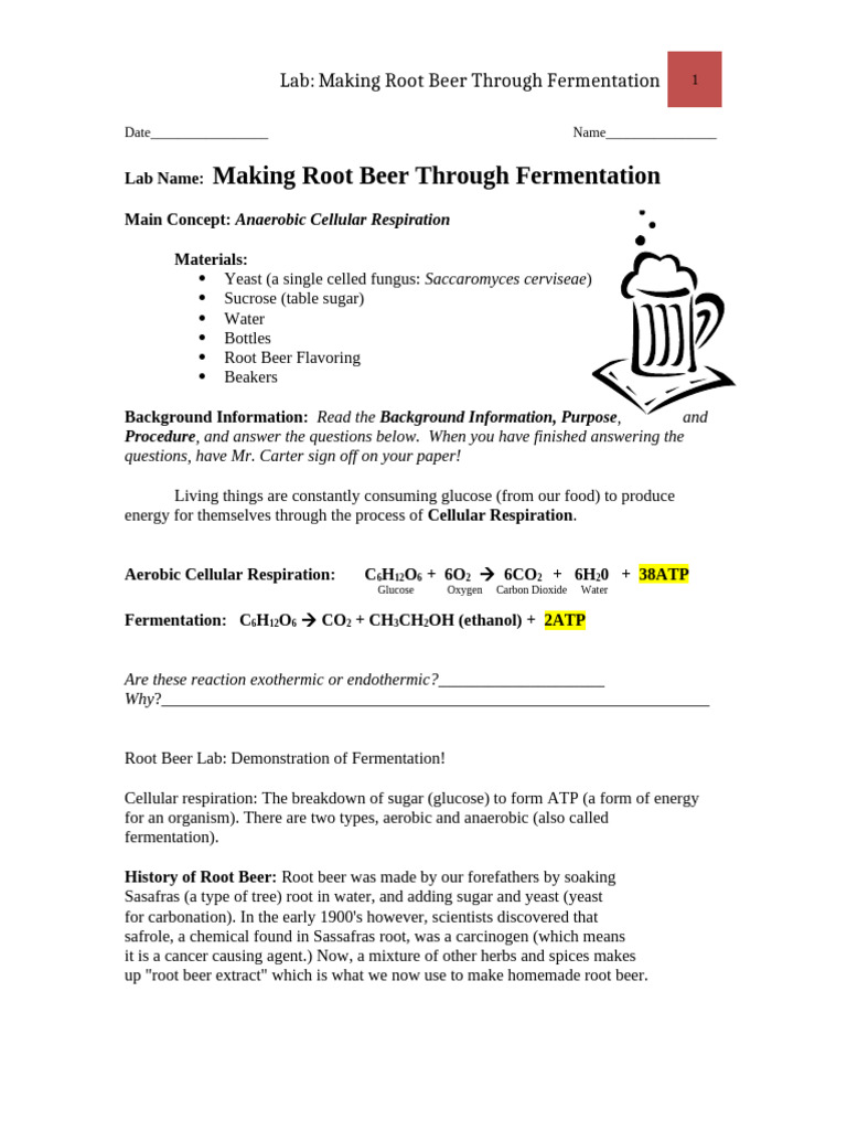 root beer | PDF | Cellular Respiration | Fermentation