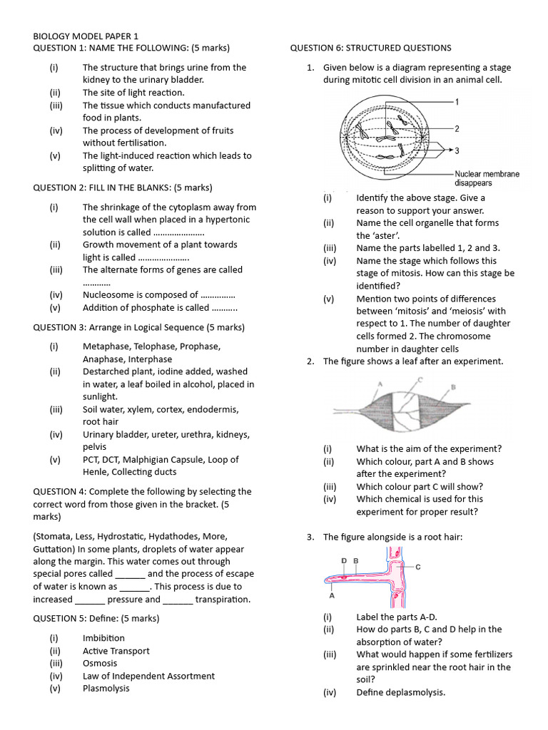 Biology Model Paper 1 Questions | PDF | Mitosis | Cell Biology