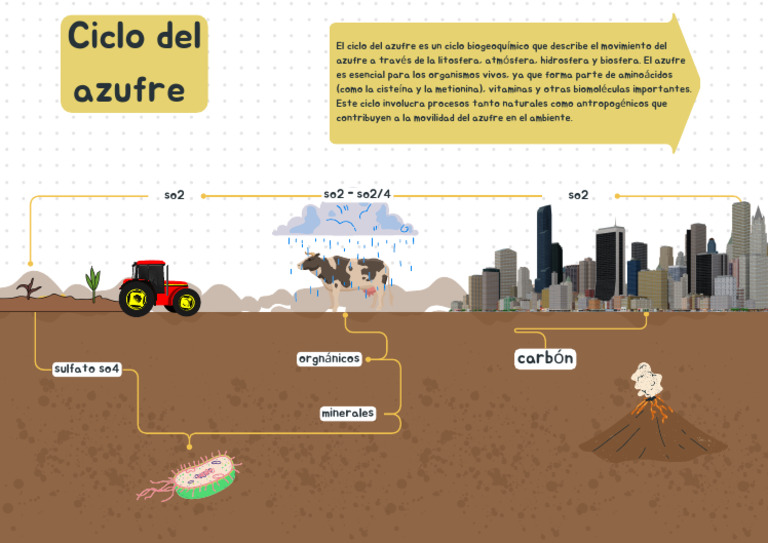 ciclo del azufre | PDF