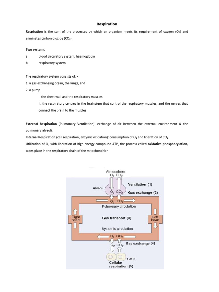Respiration For Medical Year | PDF | Respiratory System | Lung