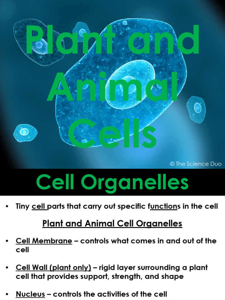 Plant and Animal Cells | PDF
