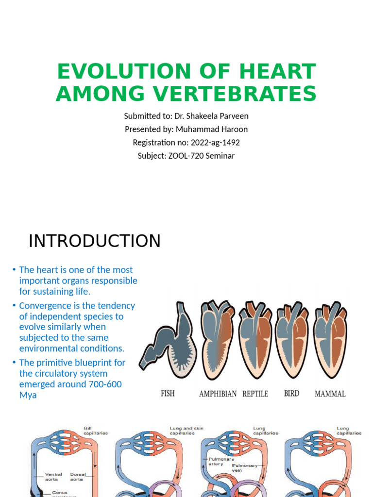 Evolution of Heart Among Vertebrates | PDF | Heart | Atrium (Heart)