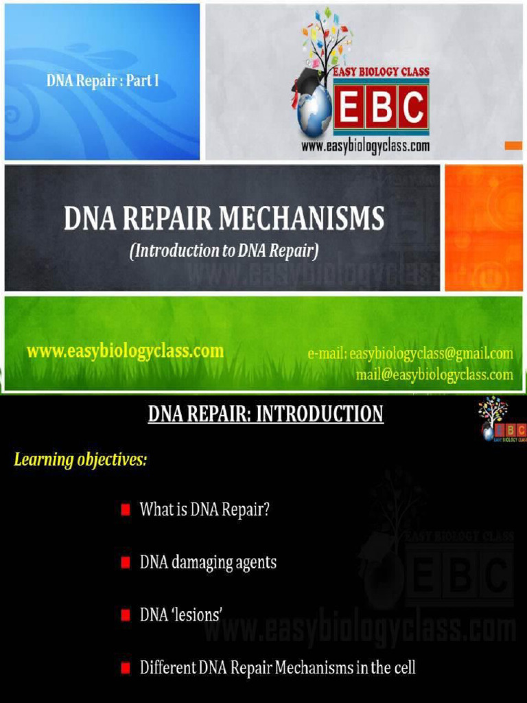 DNA Repair Mechanisms PPT by Easybiologyclass | PDF