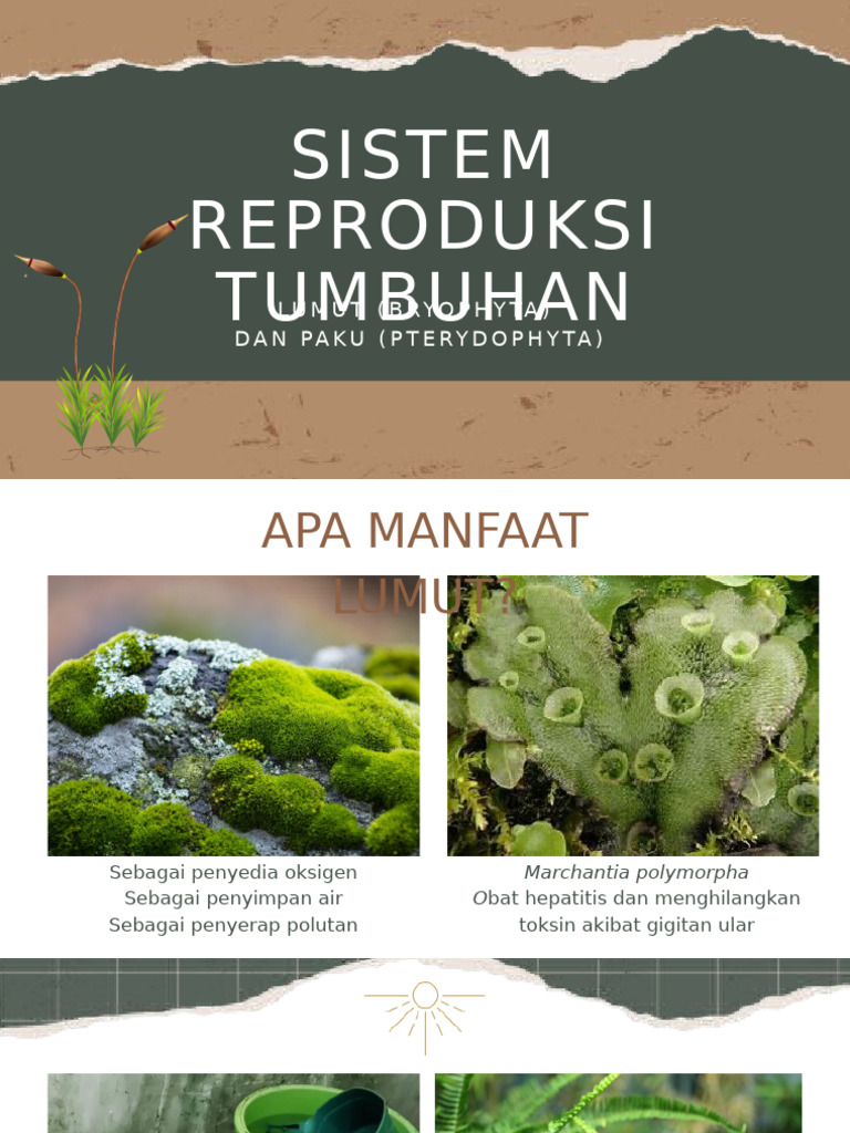 Reproduksi Tumbuhan Lumut dan Paku | PDF