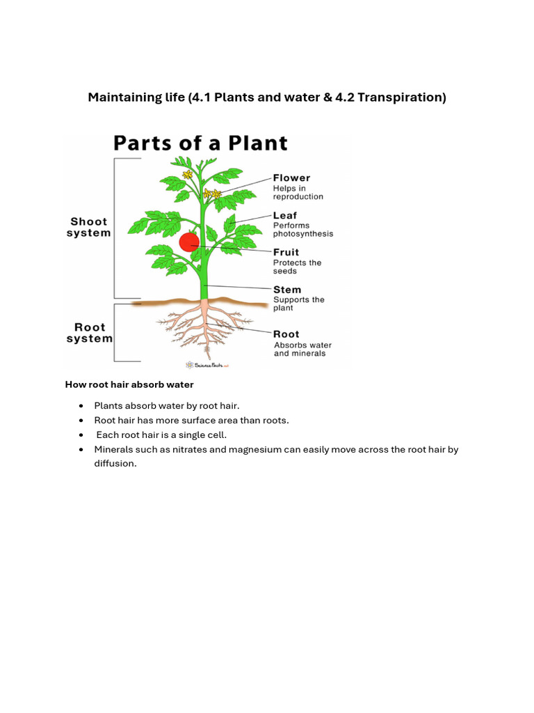 Maintaining Life (4.1 Plants and Water & 4.2 Transpiration) | PDF