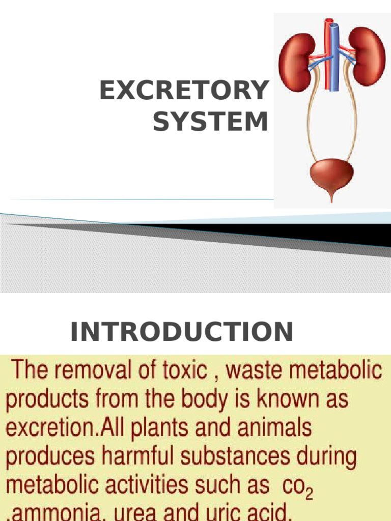 Understanding the Human Excretory System | PDF | Kidney | Organ (Anatomy)
