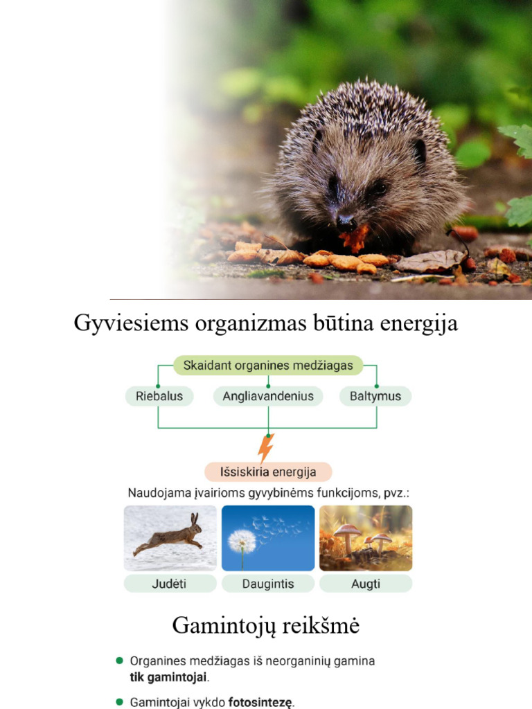 Mitybos Tinklai | PDF