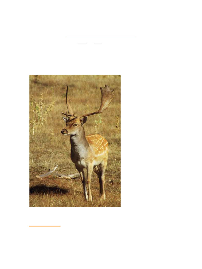 Gamo. Ficha | PDF