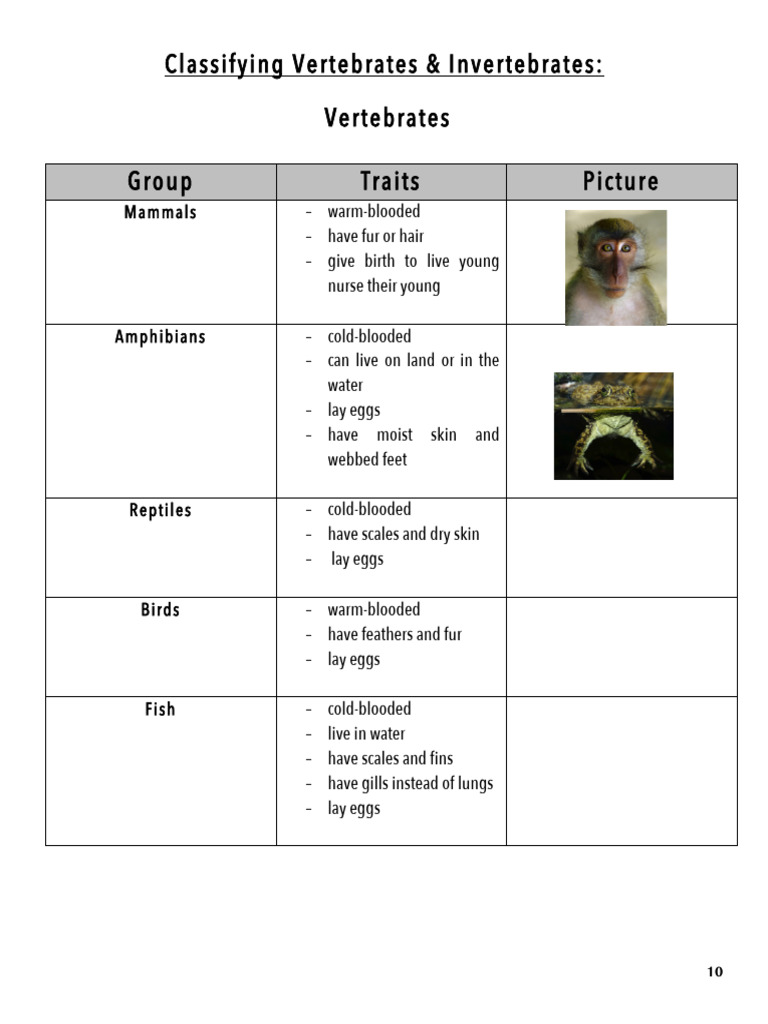 "Classifying Vertebrates and Invertebrates" Worksheet | PDF ...