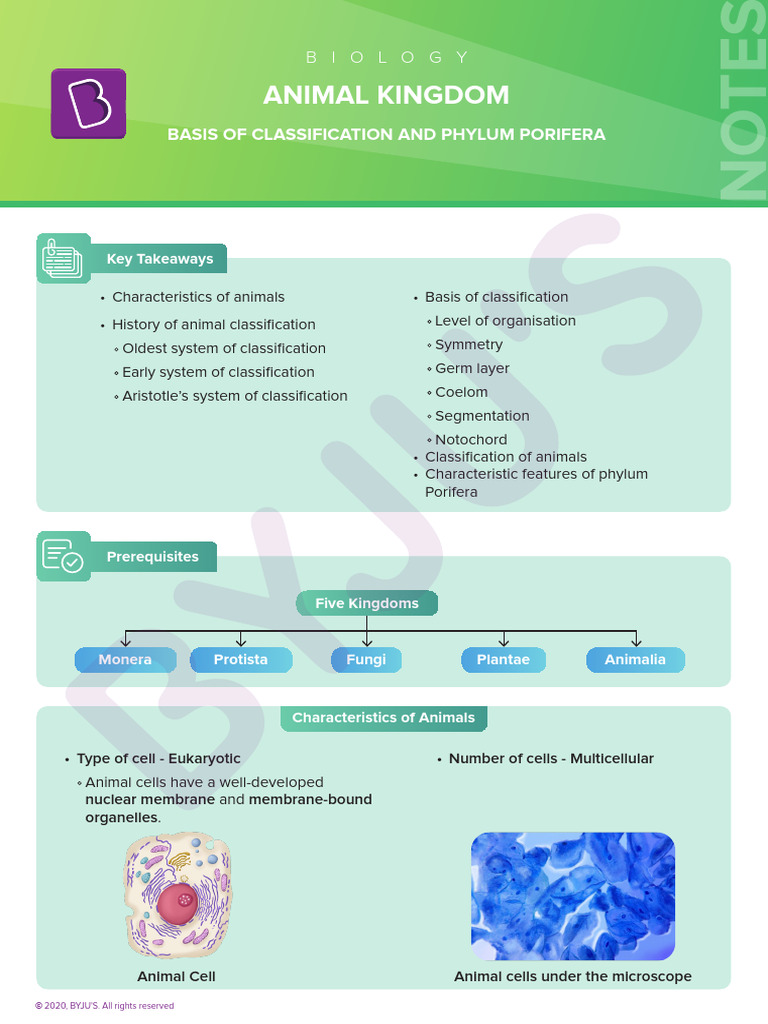 Introduction To Animal Kingdom and Phylum Porifera | PDF | Embryo | Sponge