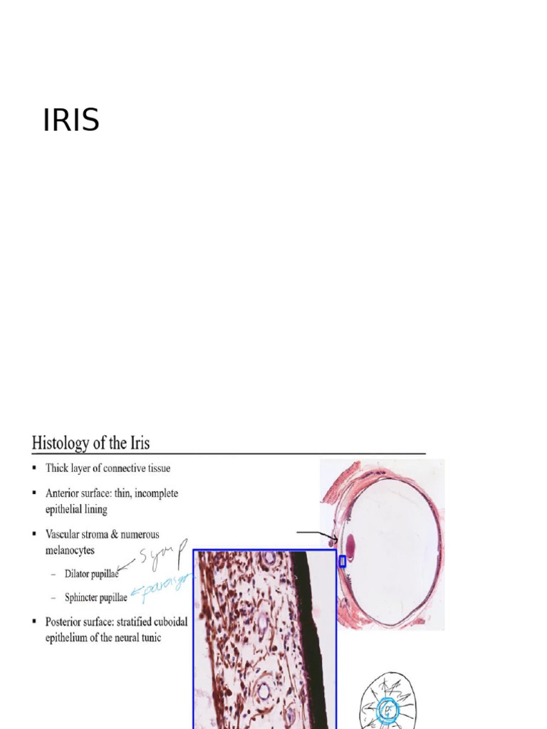 iris | PDF | Epithelium | Anatomy