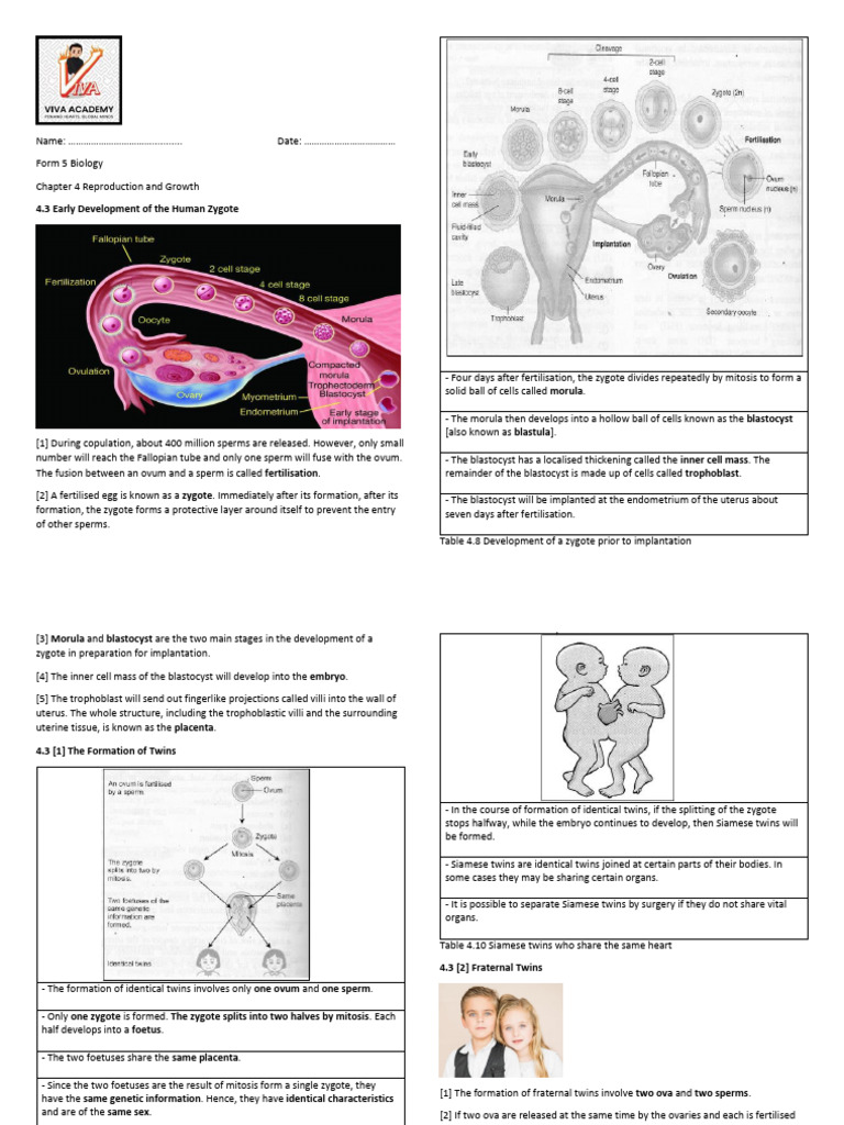 Reproduction and Growth | PDF | Menstrual Cycle | Fertilisation