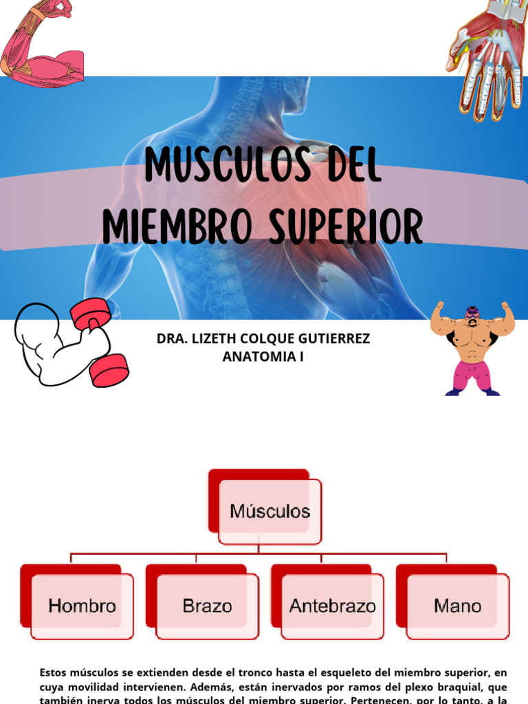 Anatomía de los Músculos del Miembro Superior | PDF | Sistema ...
