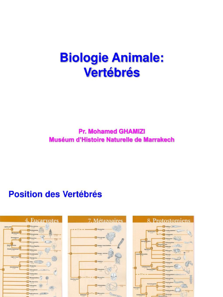 Bio Animale | PDF