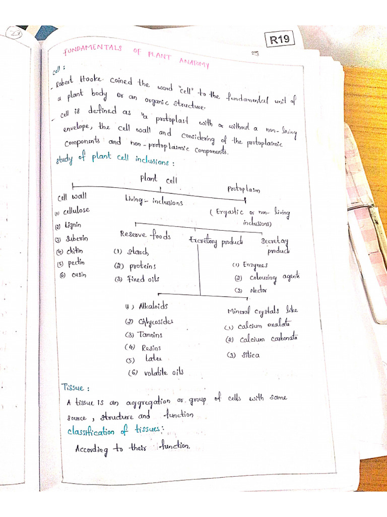 Fundamentals of Plant Anatomy | PDF