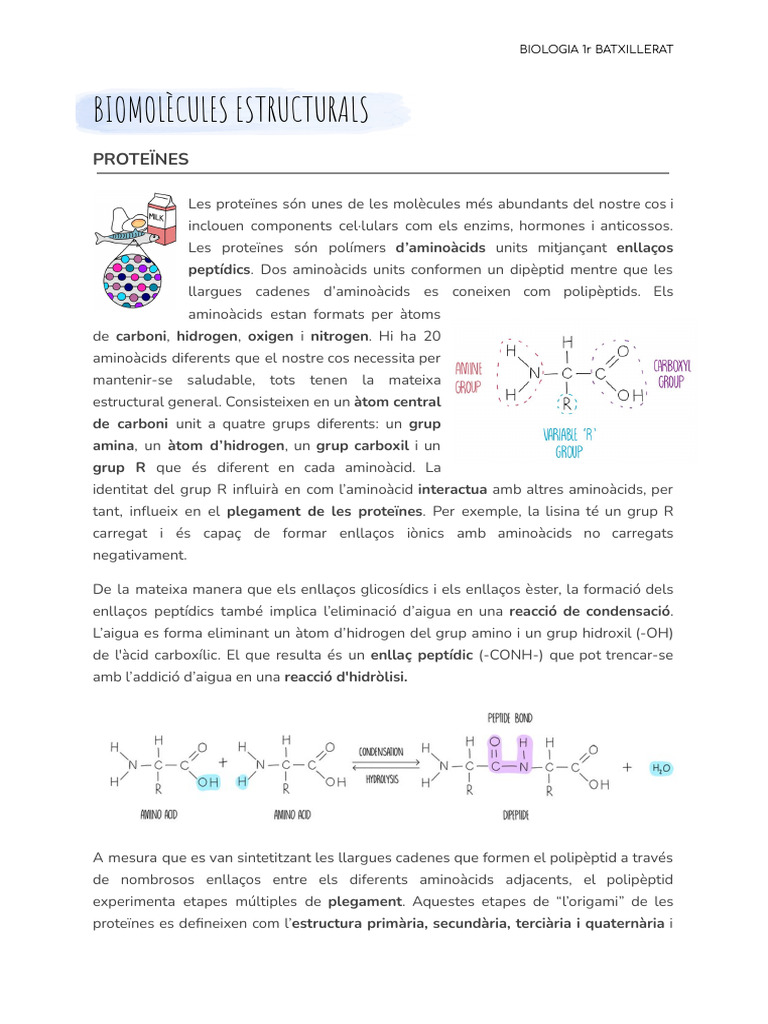 Biomolècules Estructurals: Proteïnes | PDF