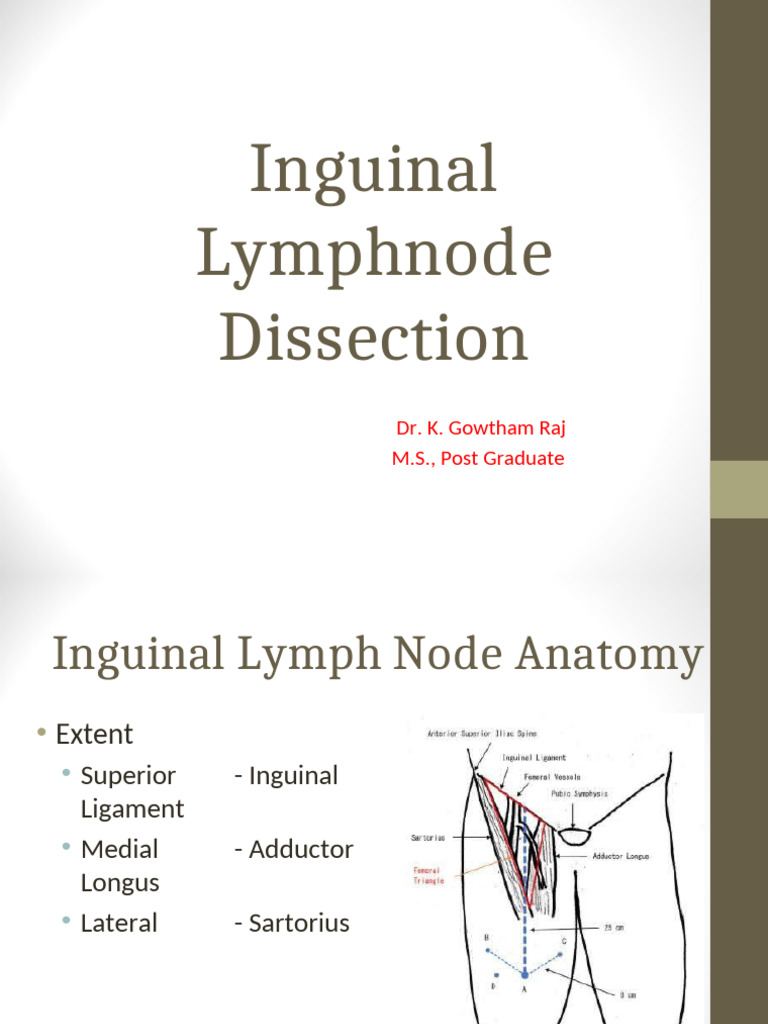 Inguinal Lymph Node Anatomy and Dissection | PDF