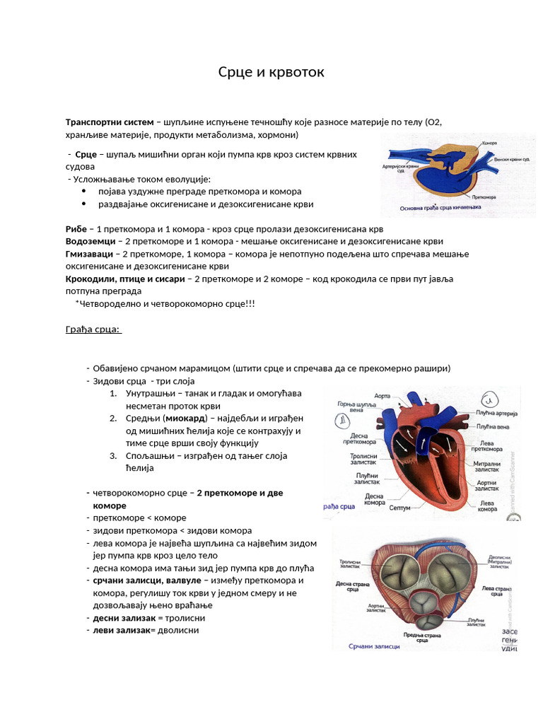 Srce I Krvotok | PDF