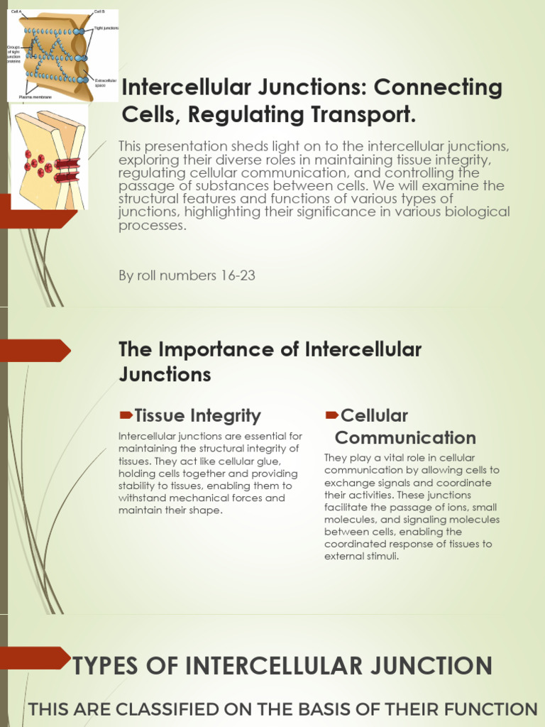 Intercellular Junction Final 2.0 | PDF | Epithelium | Cell Adhesion