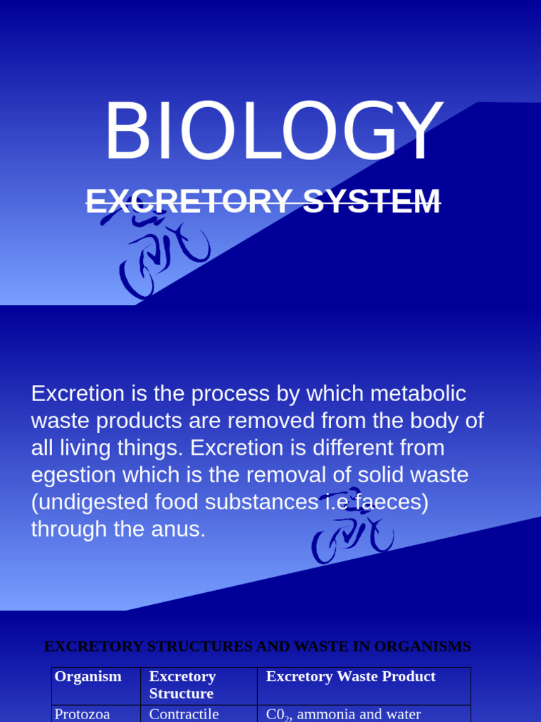 BIOLOGY excretory system | PDF | Kidney | Animal Anatomy