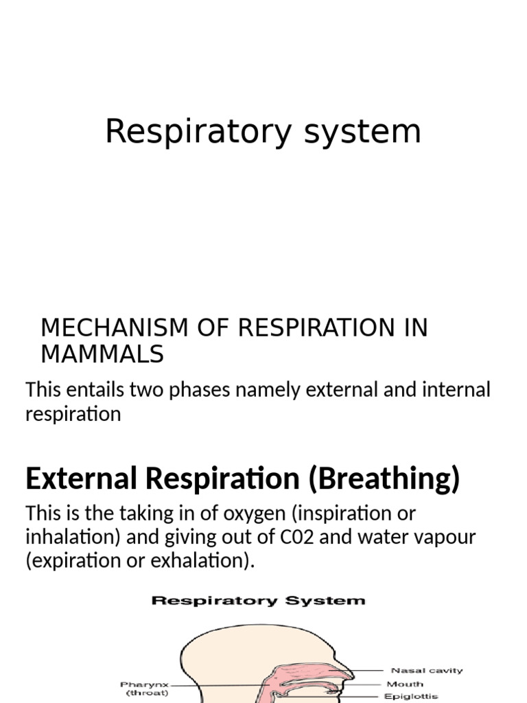 Mechanism of Mammalian Respiration | PDF