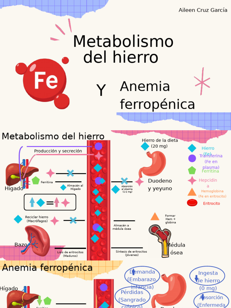 Metabolismo Del Hierro | PDF | Glóbulo rojo | Hierro