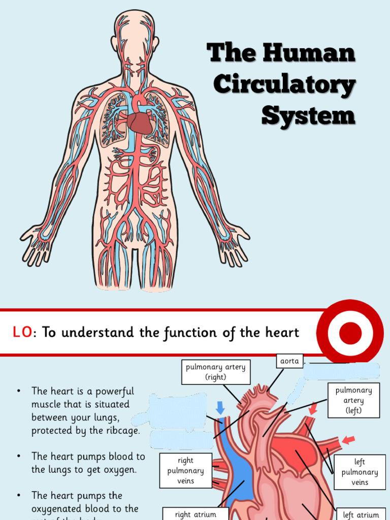 Heart Anatomy Components List | PDF