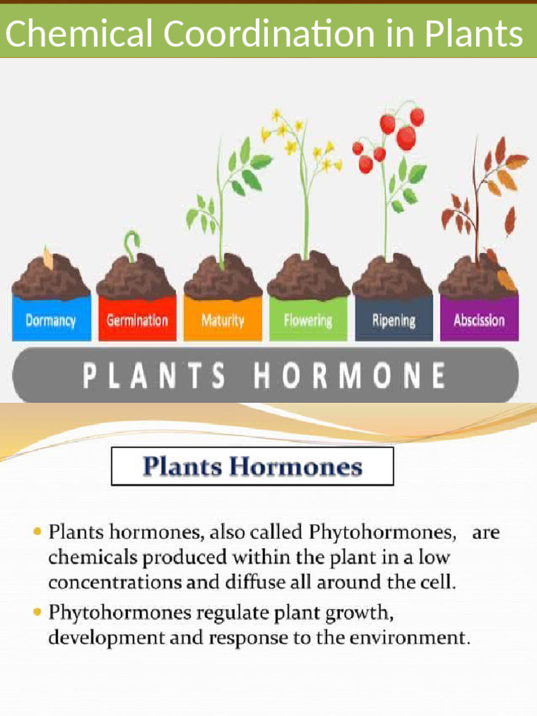 Class 10 Chemical Coordination in Plants | PDF