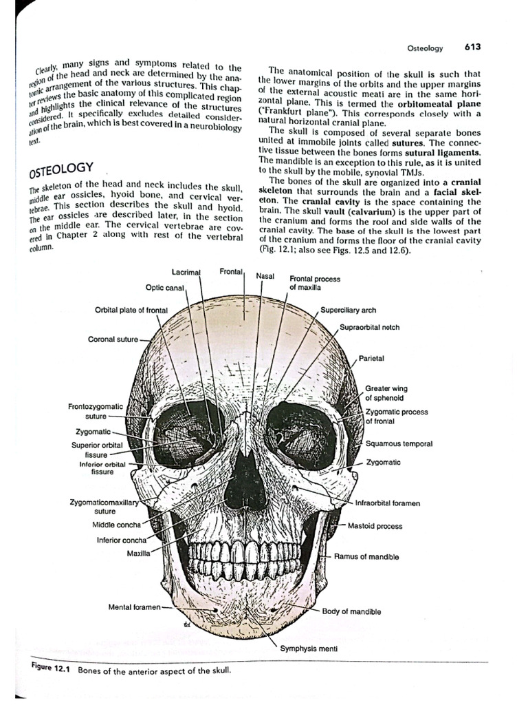Head Bones Explanation | PDF