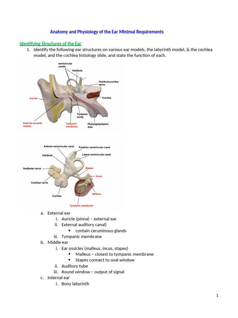 Ear Study Guide | PDF