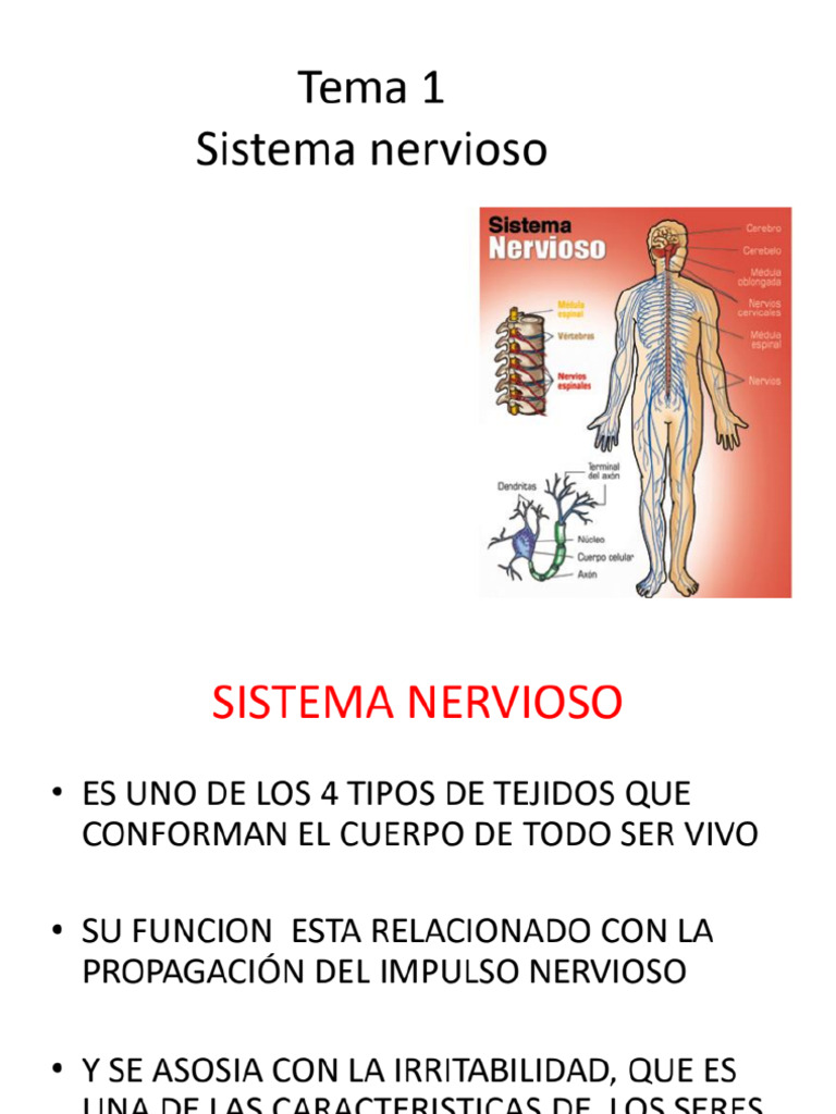 Generalidades Del Sistema Nervioso | PDF