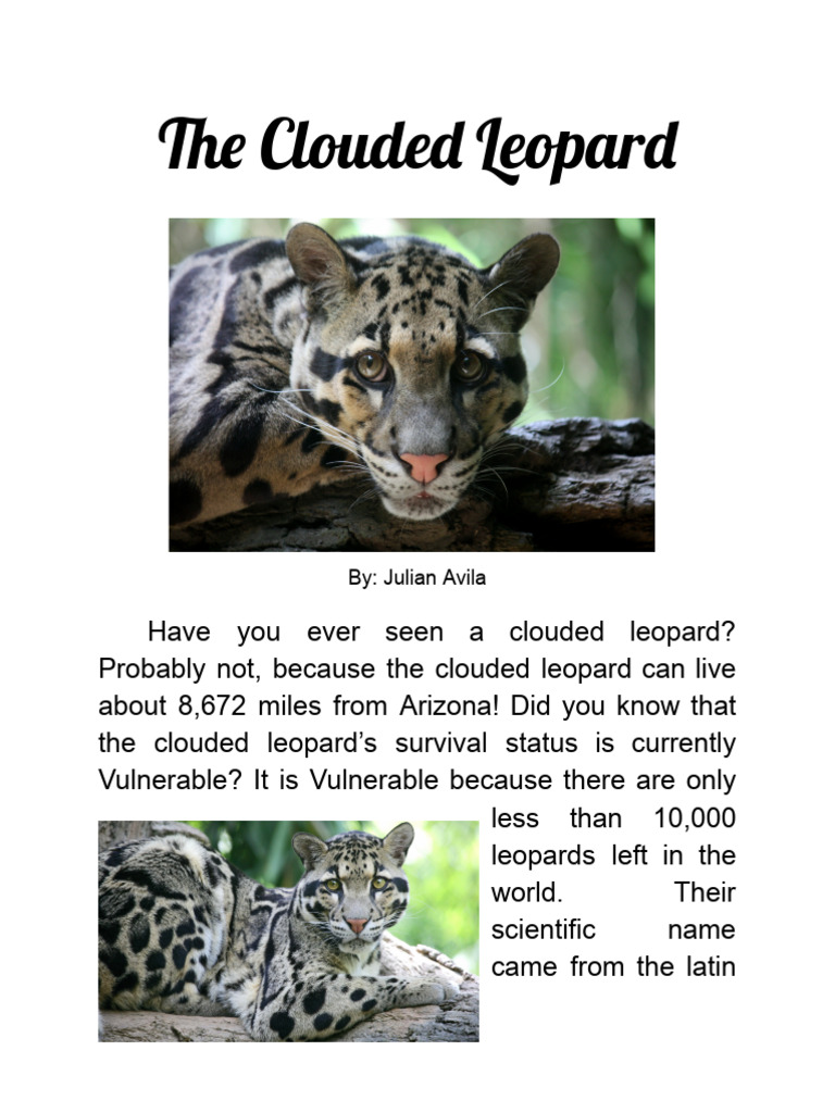 Clouded Leopard Facts for Kids | PDF | Leopard