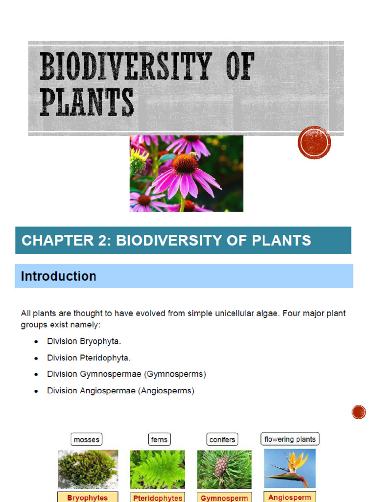 Characteristics of Plant Kingdom Divisions | PDF