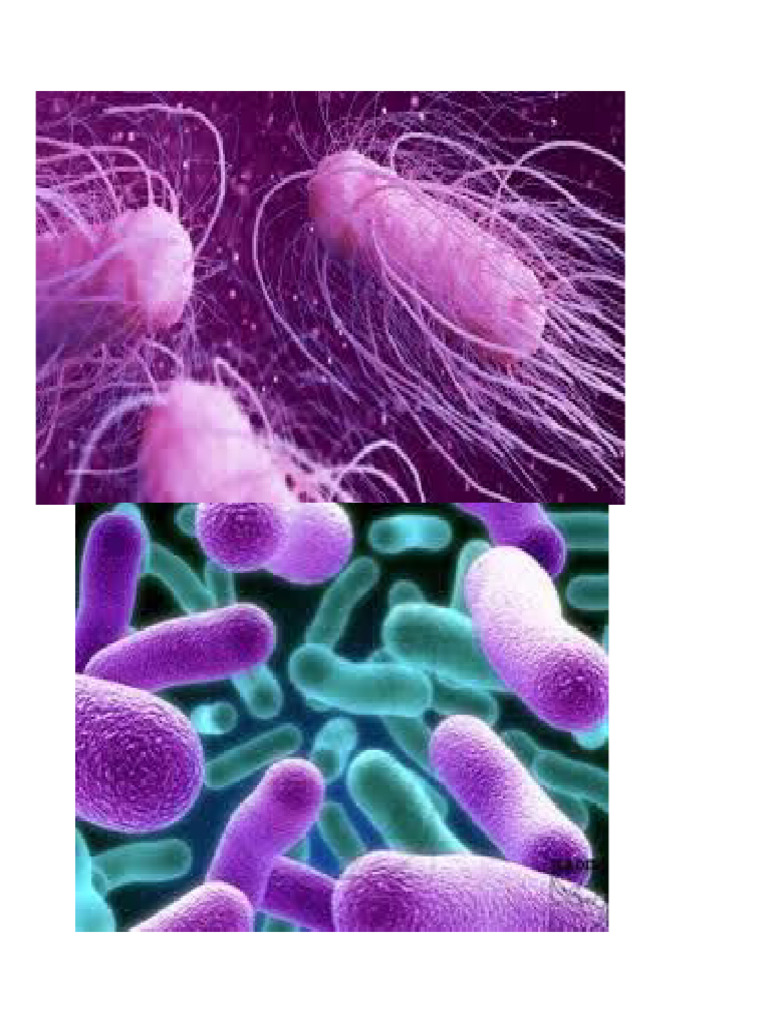 Biologia Bacterias | PDF