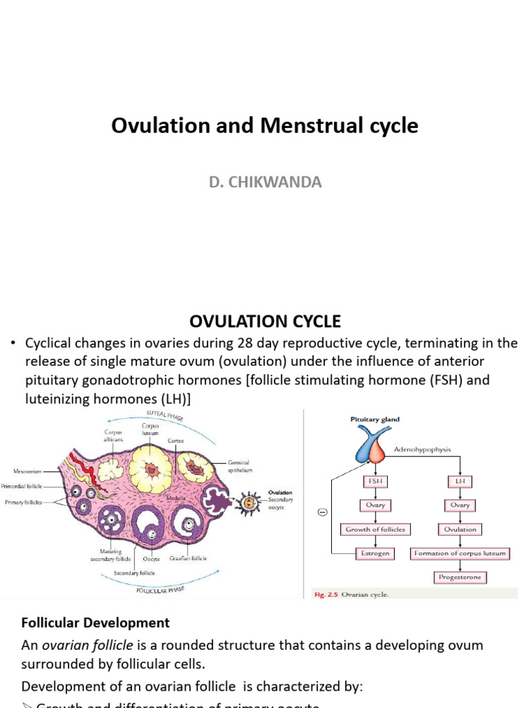 Ovulation and Menstrual Cycle | PDF | Menstrual Cycle | Ovary