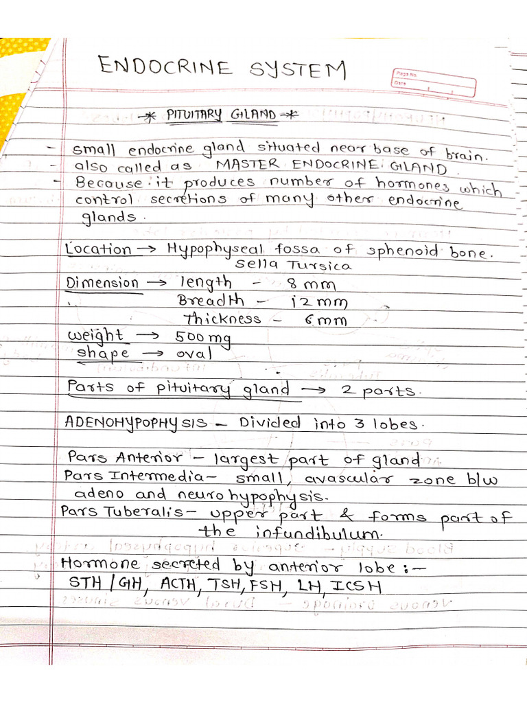 Endocrine system | PDF
