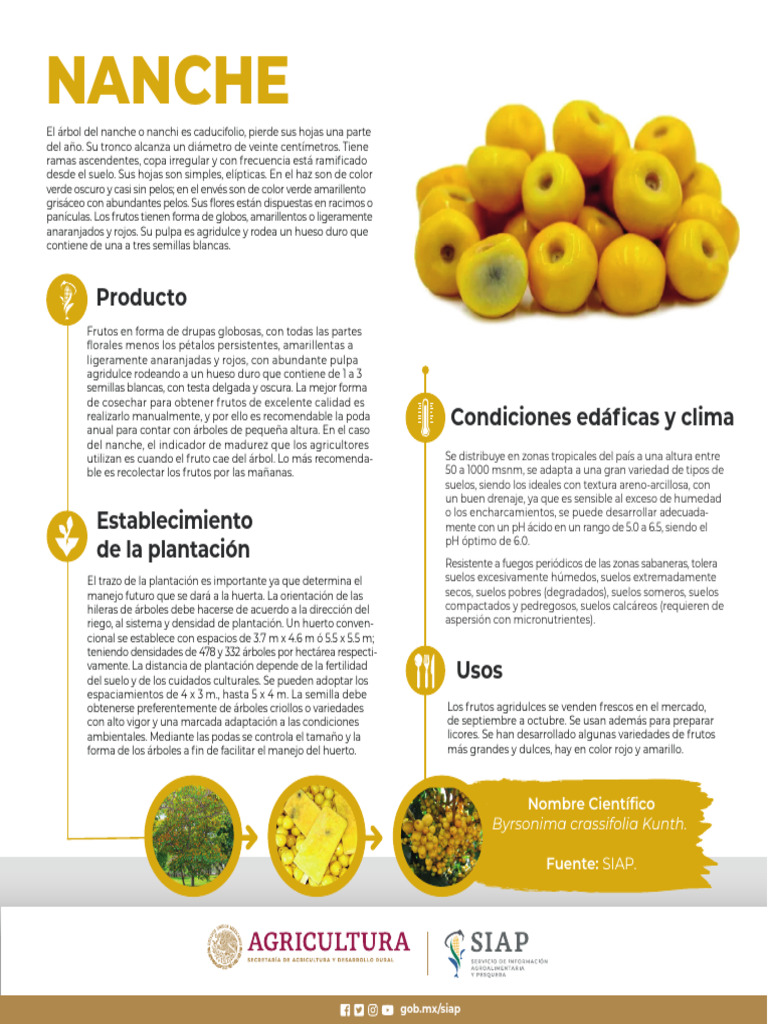 Cultivo y manejo del nanche (Byrsonima crassifolia) | PDF | Agricultura ...