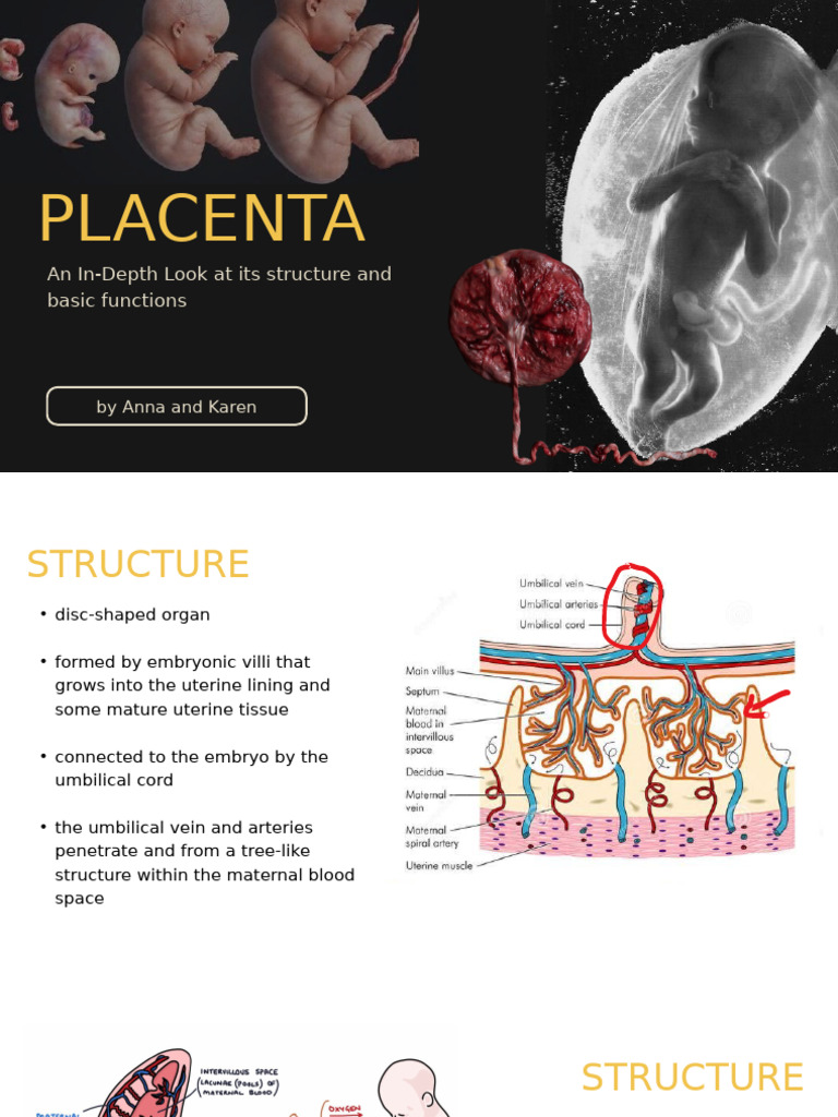 Placenta | PDF