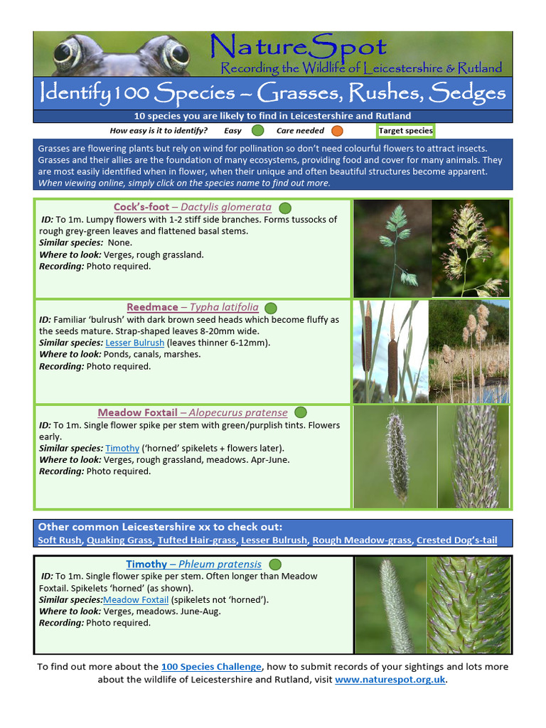 100 Species - Grasses, Rushes, Sedges | PDF | Grass | Botany