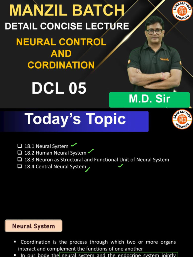 Neural Control and Coordination NOTES | PDF