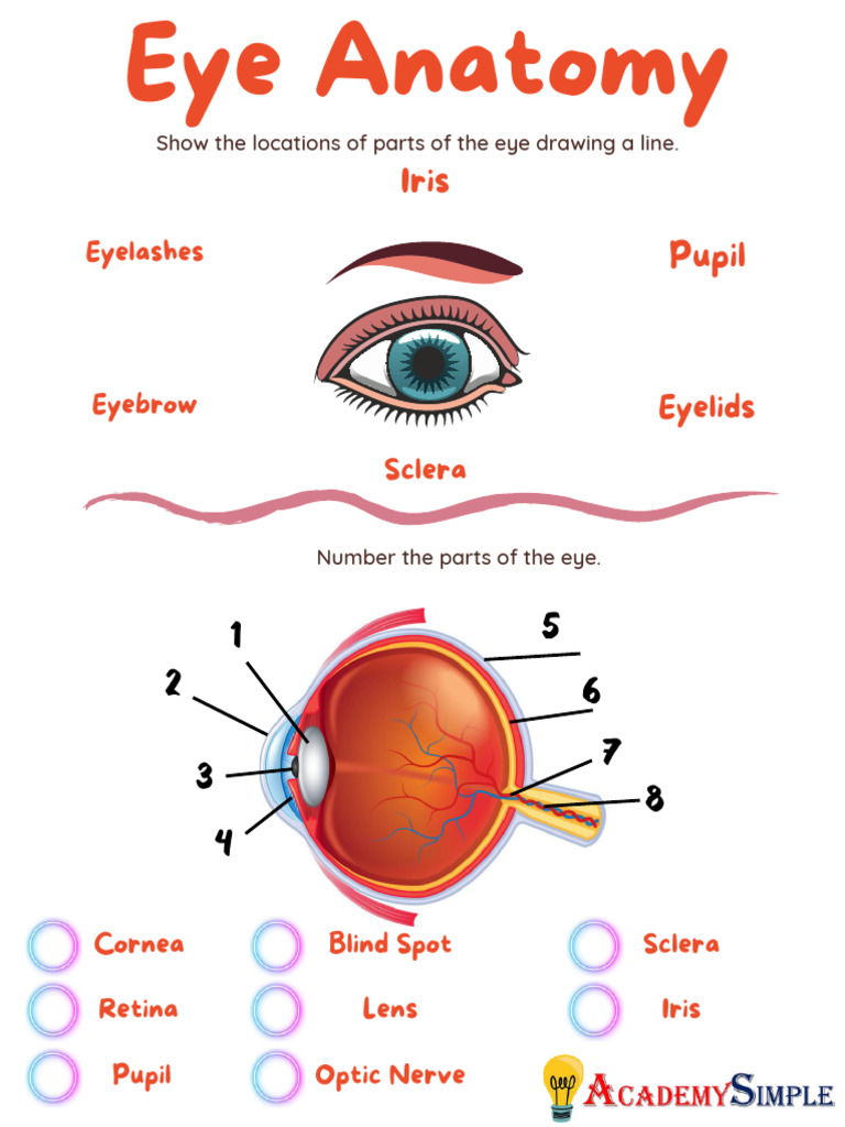 Eye Anatomy Diagram Guide | PDF