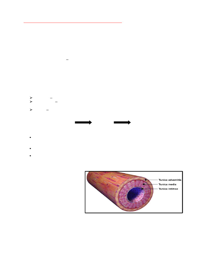 Blood Vessels and Circulation Overview | PDF | Blood Vessel | Large ...