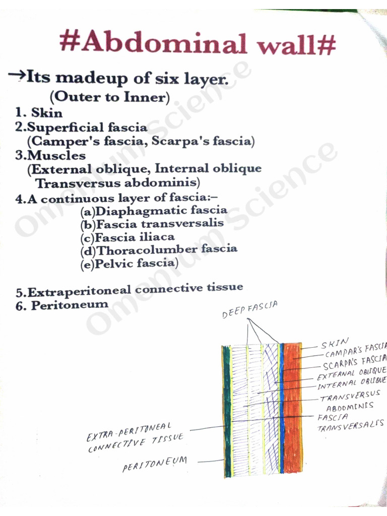 Abdominal Wall Layer's | PDF