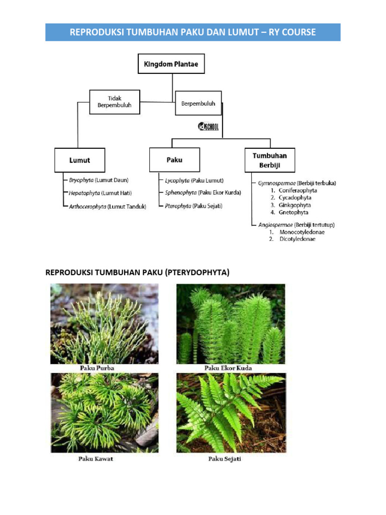 Reproduksi Tumbuhan Paku (Pteredium) Dan Lumut (Byrophyta) | PDF