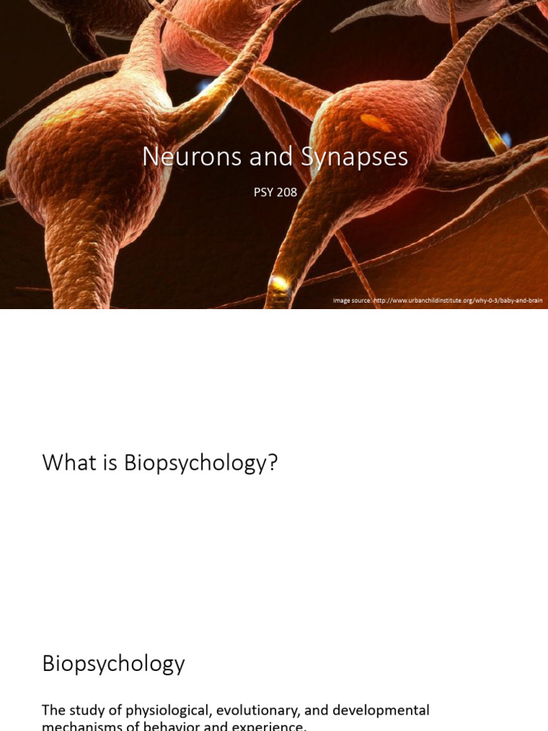 Neurons and Synapses | PDF | Chemical Synapse | Neurotransmitter
