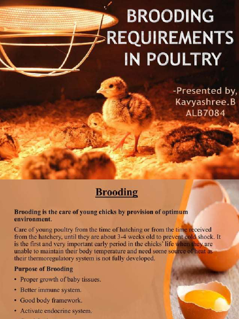 Brooding Requirements in Poultry | PDF