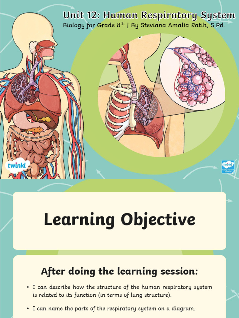(Unit 12) Human Respiratory System | PDF | Lung | Respiratory System