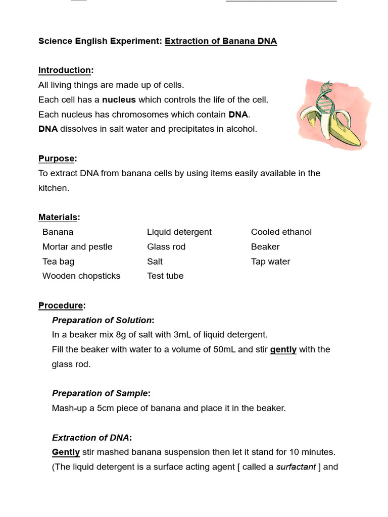 2019 DNA Extraction Experiment | PDF